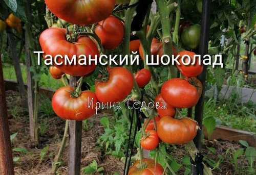 Семена томатов из серии гном томатный