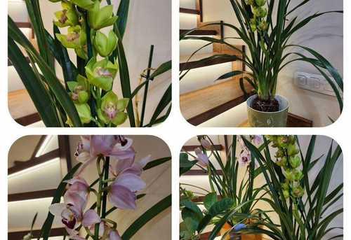 Орхидея цимбидиум,редкие сорта