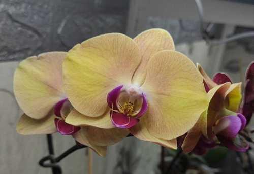 Орхидея фаленопсис Sammie Gold, Кимоно