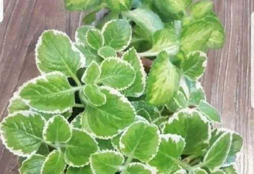 Плектрантус Variegated Cuban Oregano