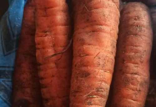 Домашние семена моркови
