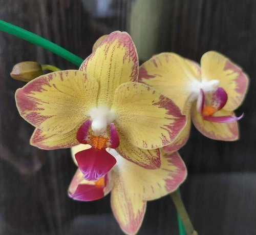 Орхидея фаленопсис Попугай на дуге