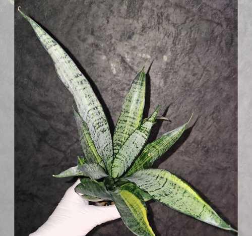 Sansevieria Marga, Сансевиерия Марга