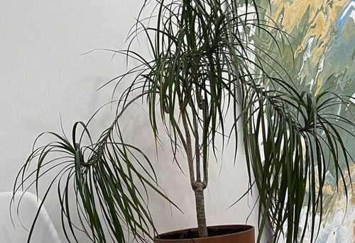 Пальма живая драцена цветок комнатный растение