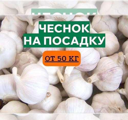 Чеснок озимый