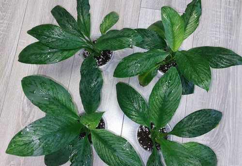 Спатифиллум Cannifolium White Variegated