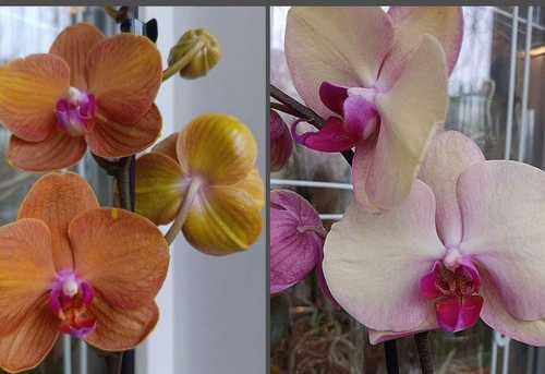 Орхидея фаленопсис Bologna и Hazard