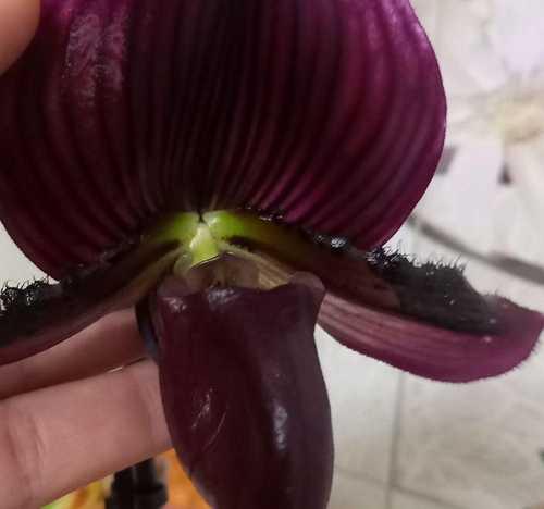 Paphiopedilum maudiae var black орхидея