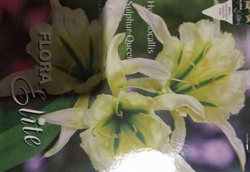 Гименокаллис, лилия экзотик сан,мята