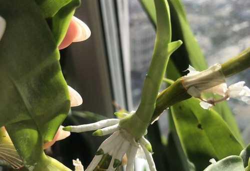 Орхидея дендробиум(Dendrobium nobile Apollon)