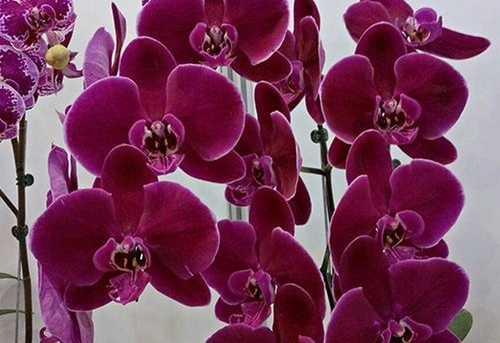 Орхидеи в наличии