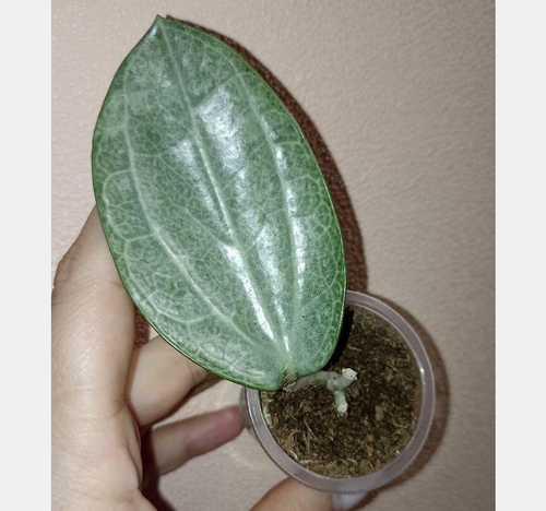 Хойя latifolia (sarawak) silver