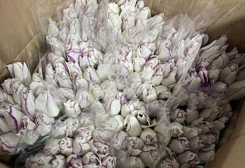 Тюльпаны бело фиолетовые оптом и в розницу