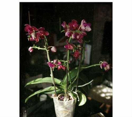 Цветущая орхидея Red lion