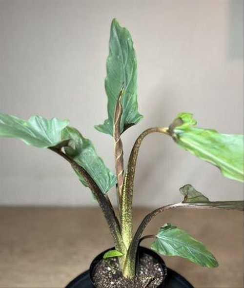Алоказия Лотербахиана (Alocasia Lauterbachiana)