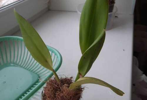 Катлея орхидея