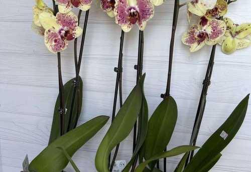 Орхидея экзотик пунш