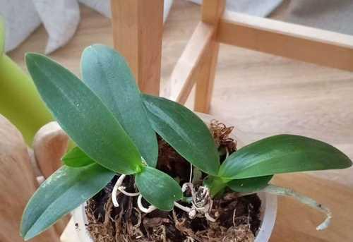Орхидея фаленопсис дикий белый