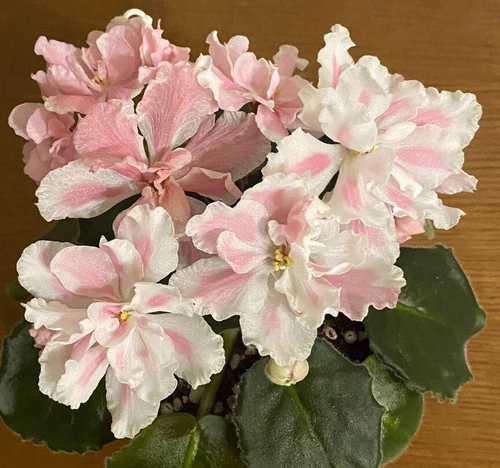 Сортовые фиалки цветущие