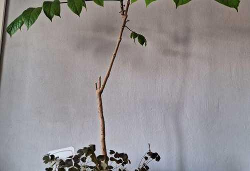 Африканское тюльпанное дерево (Спатодея)