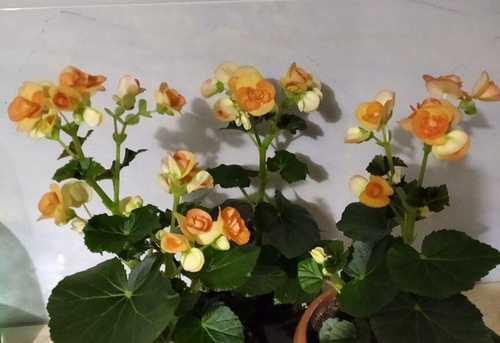 Комнатные цветы Бегония оранжевого цвета