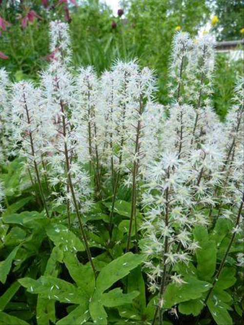 Тиарелла (Tiarella) Теневыносливый Многолетник