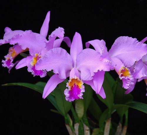 Cattleya mossia (Каттлея моховая). Орхидея