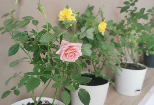 Роза кордана