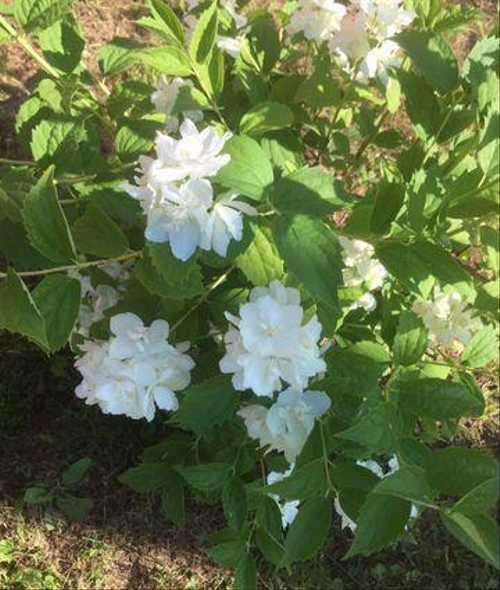 Жасмин ароматный, махровый чубушник