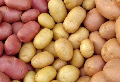 Семенной картофель вега