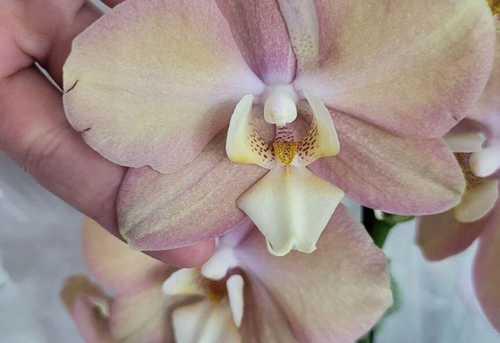 Орхидея "новое легато " не цветёт