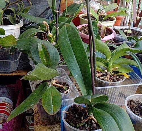 Орхидеи Фаленопсис разные цветов