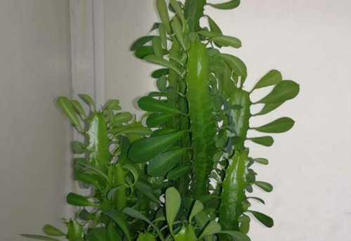 Растение Эуфорбия Тригона