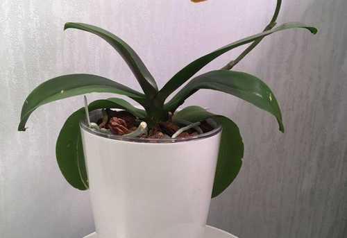 Орхидея фаленопсис Colden Diamond