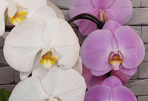 Орхидея фаленопсис крупноцветковая