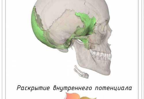 Блокнот Краниометрические Ориентиры 48 листов А5