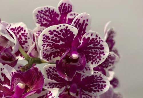 Орхидея мультифлора Rose цветущая