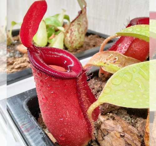 Nepenthes x Bloody Mary