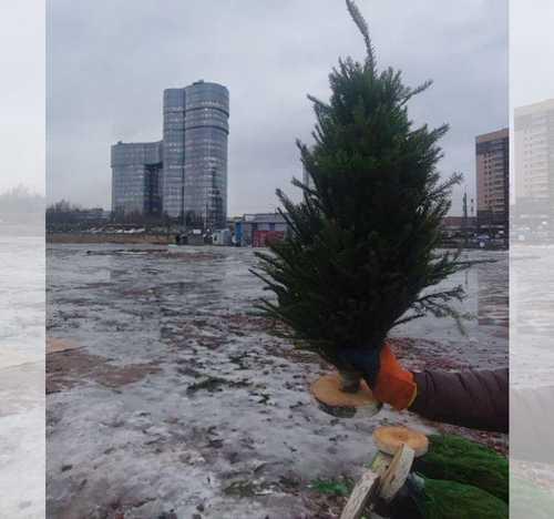 Новогодний букет из елок