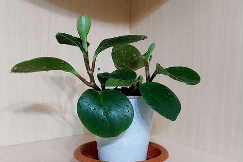 Пеперомия туполистная (Peperomia obtusifolia)