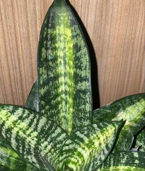 Sansevieria Hahnii Mediopicta