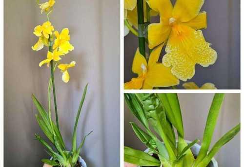 Орхидея камбрия, дендробиум, брассия