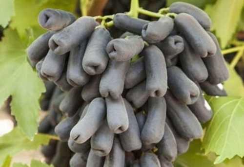 Саженцы винограда аватар
