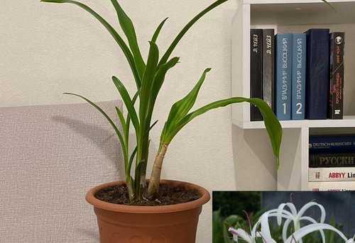 Кринум азиатский редкое растение