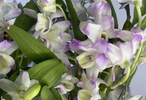 Орхидея дендробиум ароматный