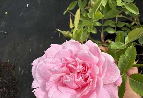 Роза плетистая розовая