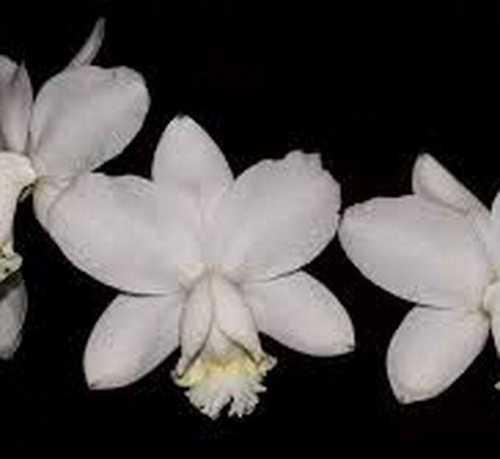 Орхидея каттлея cattleya loddigesii alba