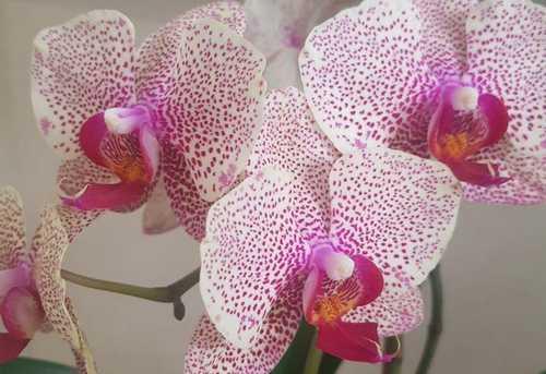 Орхидея фаленопсис Sesame