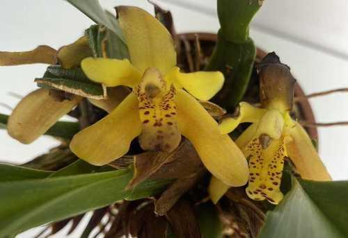 Орхидея максилярия ароматная maxilaria