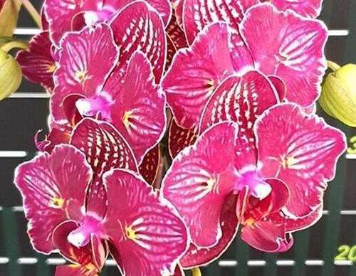 Орхидея бабочки подростки нецветущие